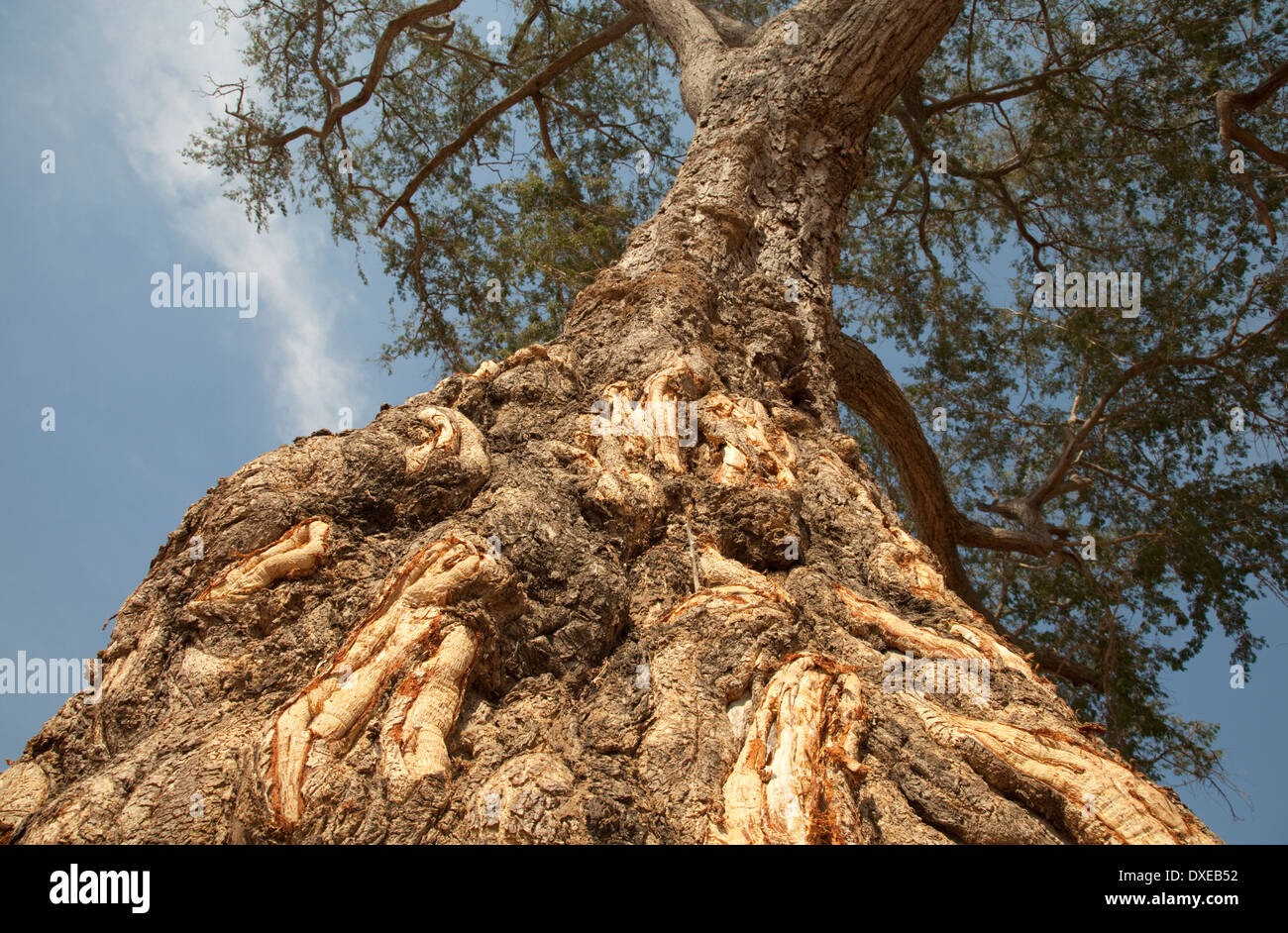 Damage to tree bark hi-res stock photography and images - Alamy