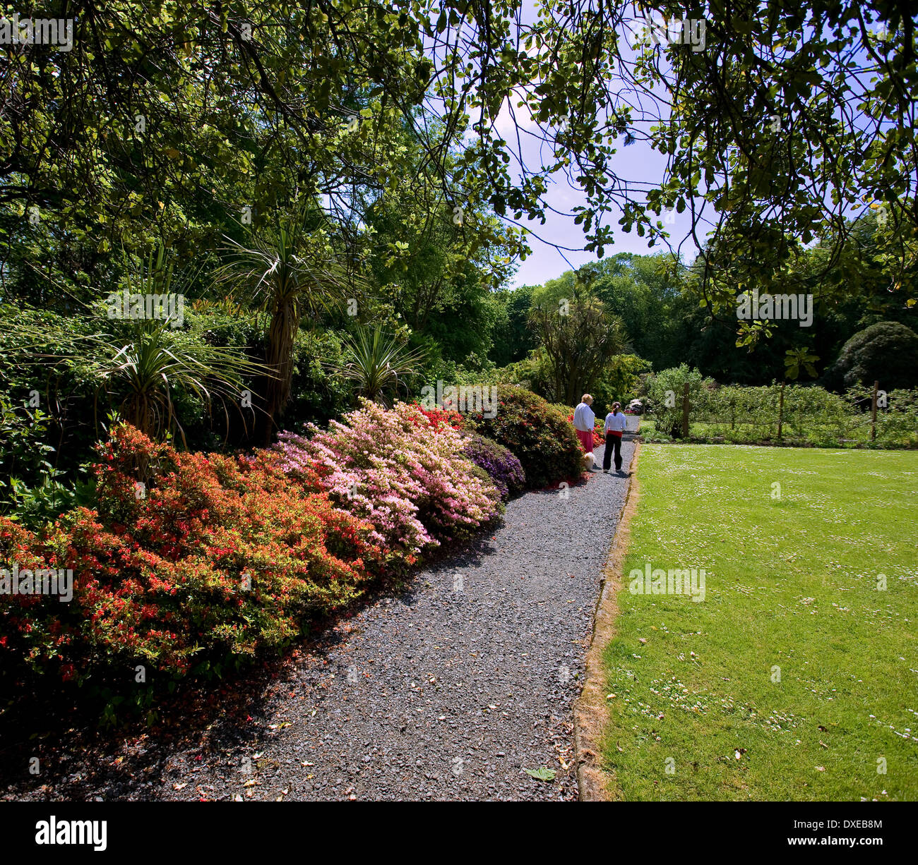 The beautiful gardens of Achamore on the isle of Gigha, Argyll Stock ...