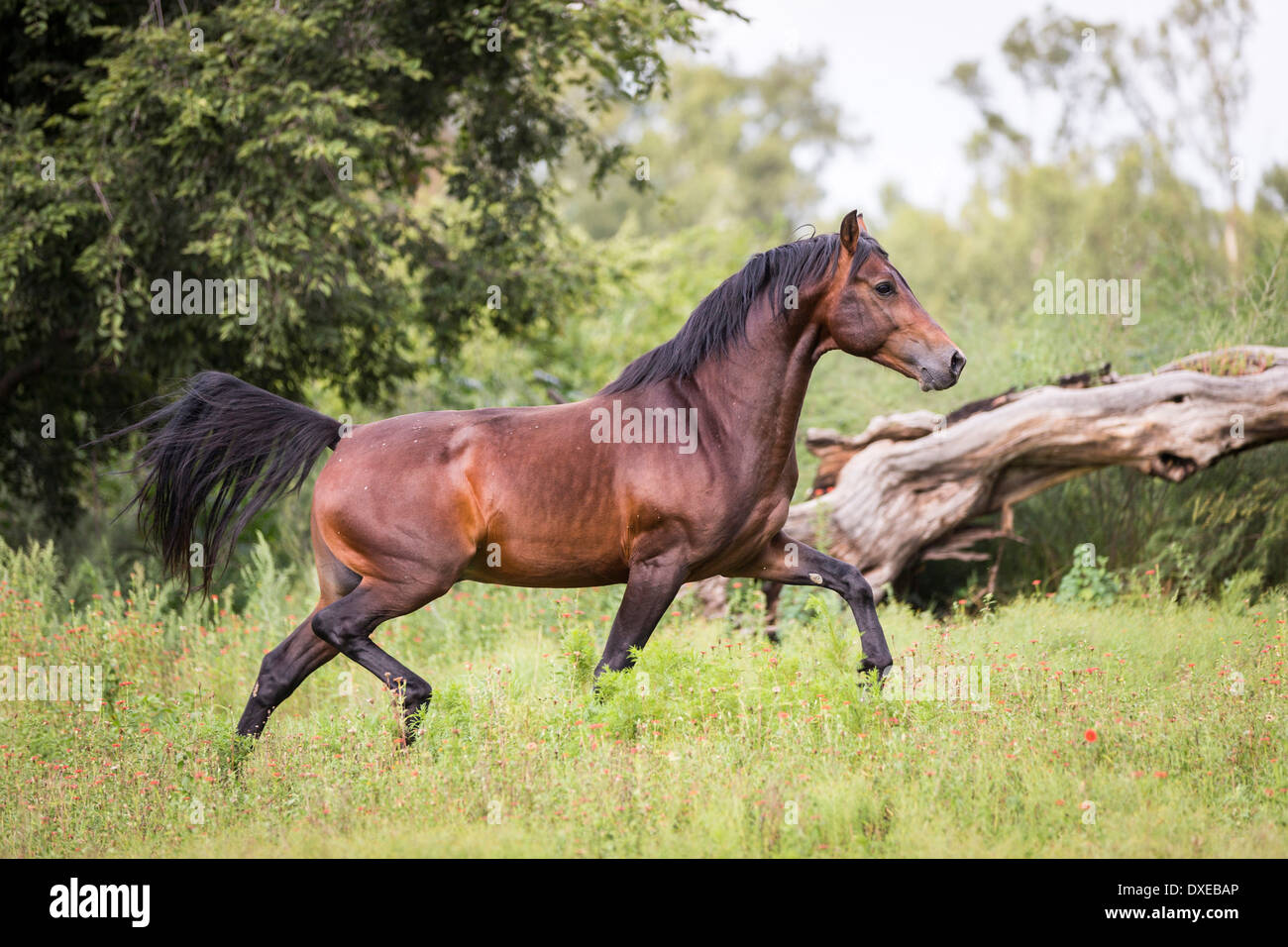 Nooitgedacht Pony. Bay stallion trotting on a pasture. South Africa ...