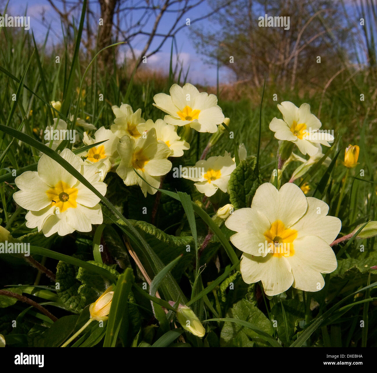 Primroses hi-res stock photography and images - Alamy