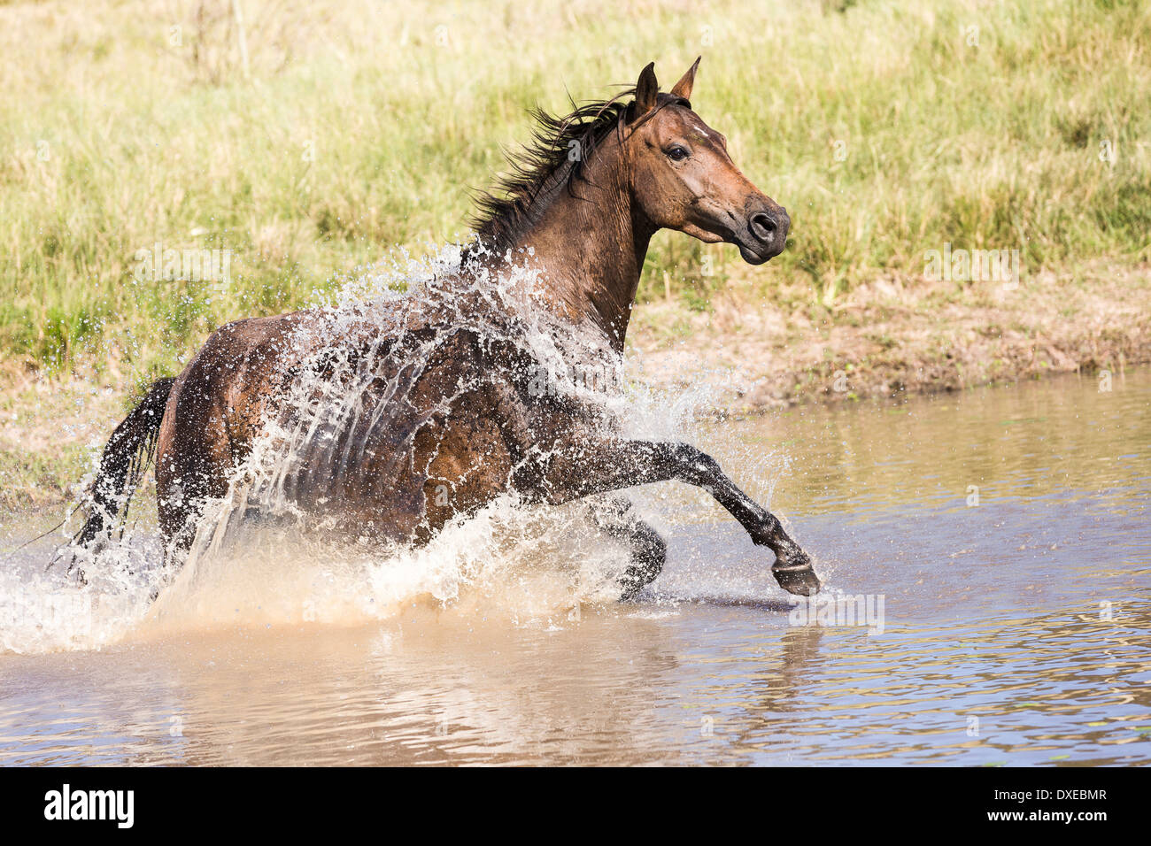 Nooitgedacht Pony. Bay mare galloping through water. South Africa Stock ...