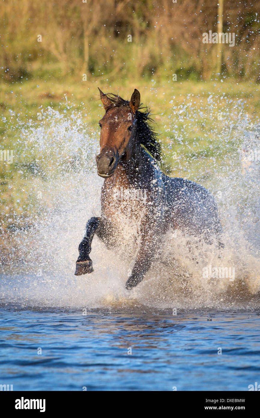 Nooitgedacht Pony. Bay mare galloping through water. South Africa Stock ...