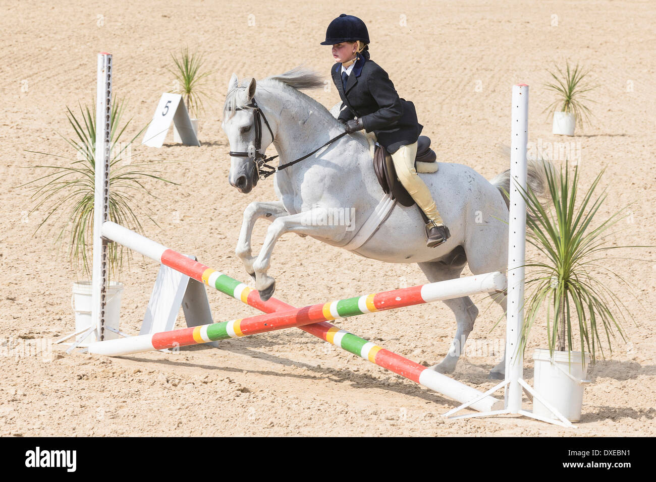 Nooitgedacht Pony. Rider on gray horse jumping over an obstacle. South ...