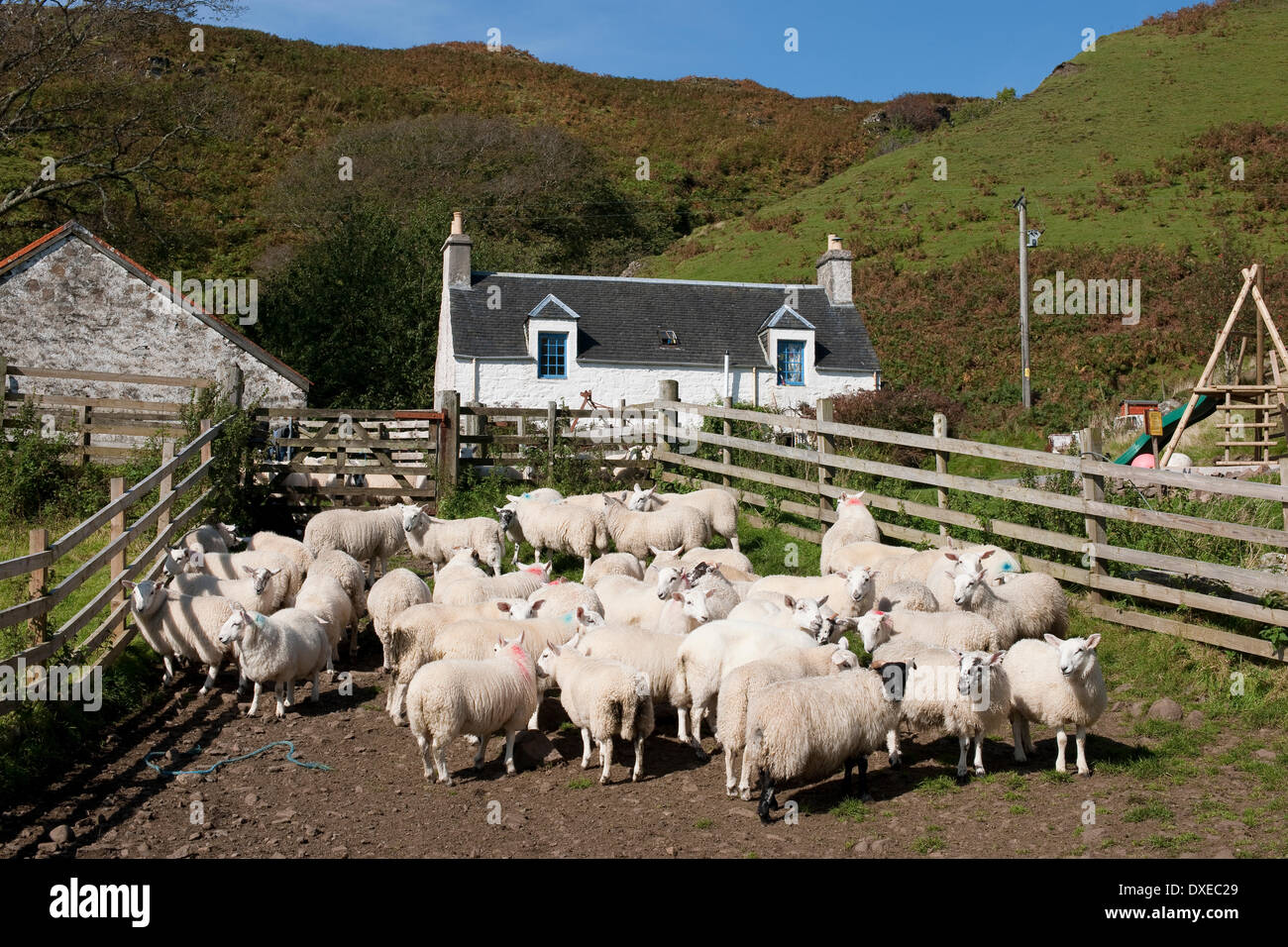Sheep in pen at croft at the south end of Kerrera,an island nr Oban ...