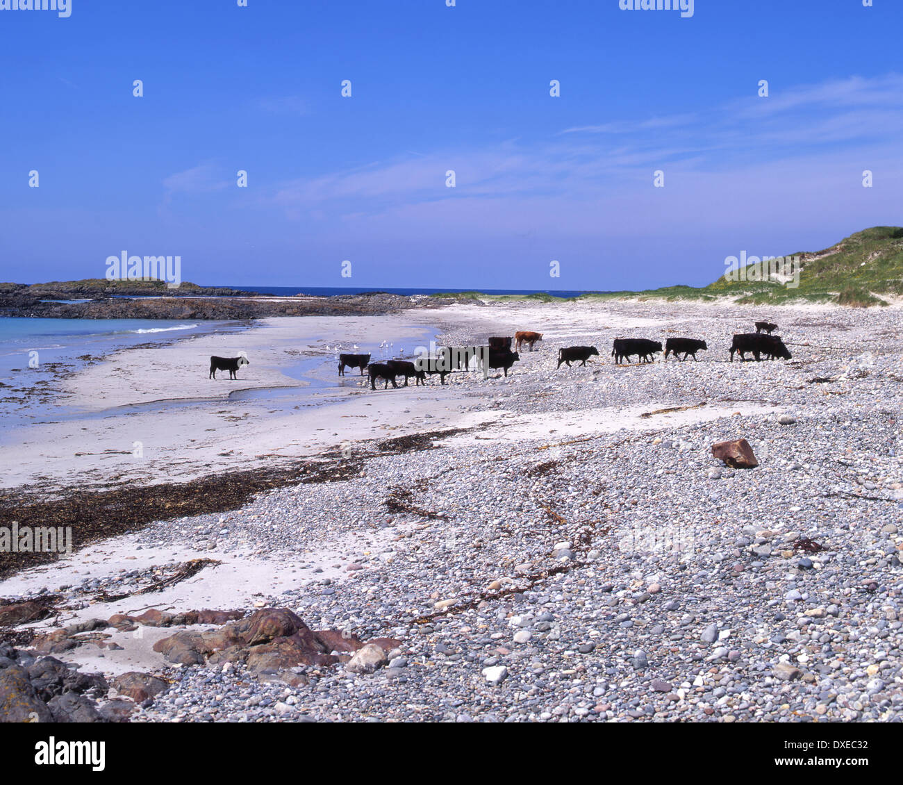 Cows on a Tiree beach, hebrides Stock Photo - Alamy