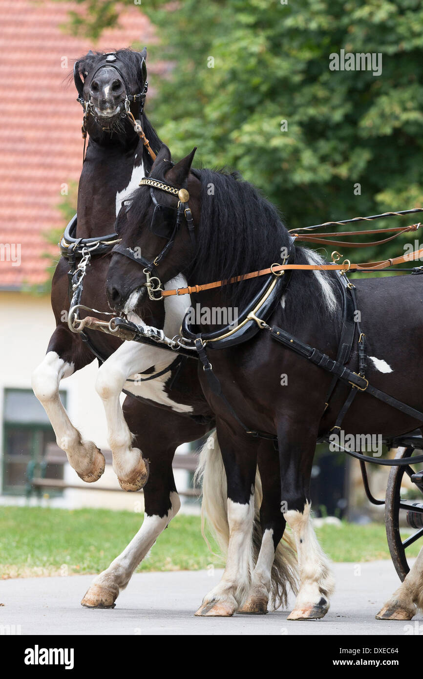 Noriker Horse. Pinto in harness rearing. Stadl Paura, Austria Stock ...