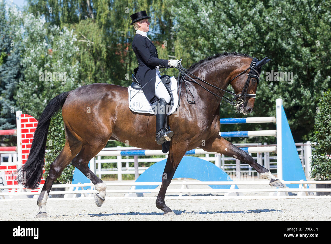 Oldenburg Horse with rider performing an extended trot. Germany Stock ...
