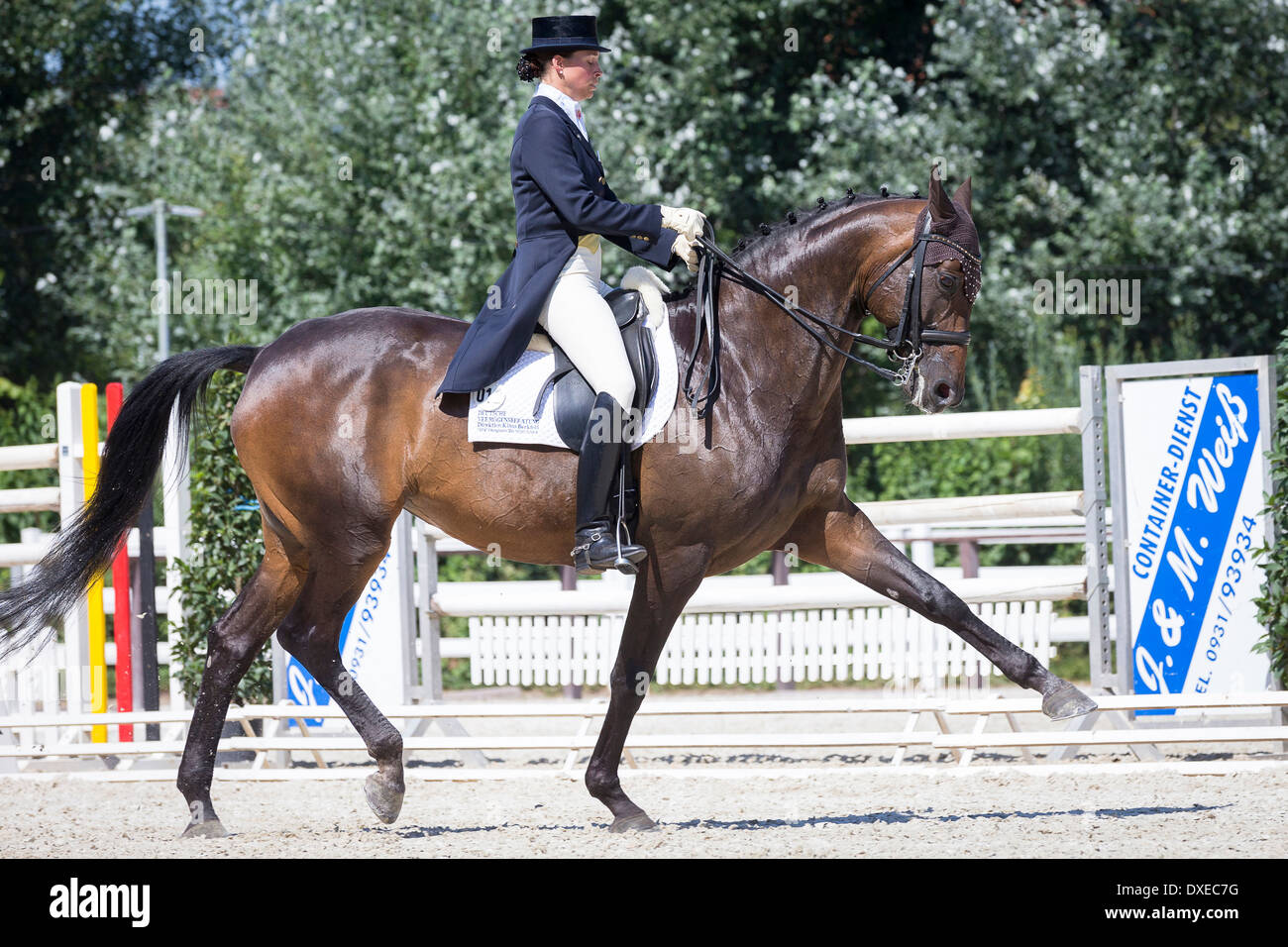 Oldenburg Horse with rider performing an extended trot. Germany Stock ...