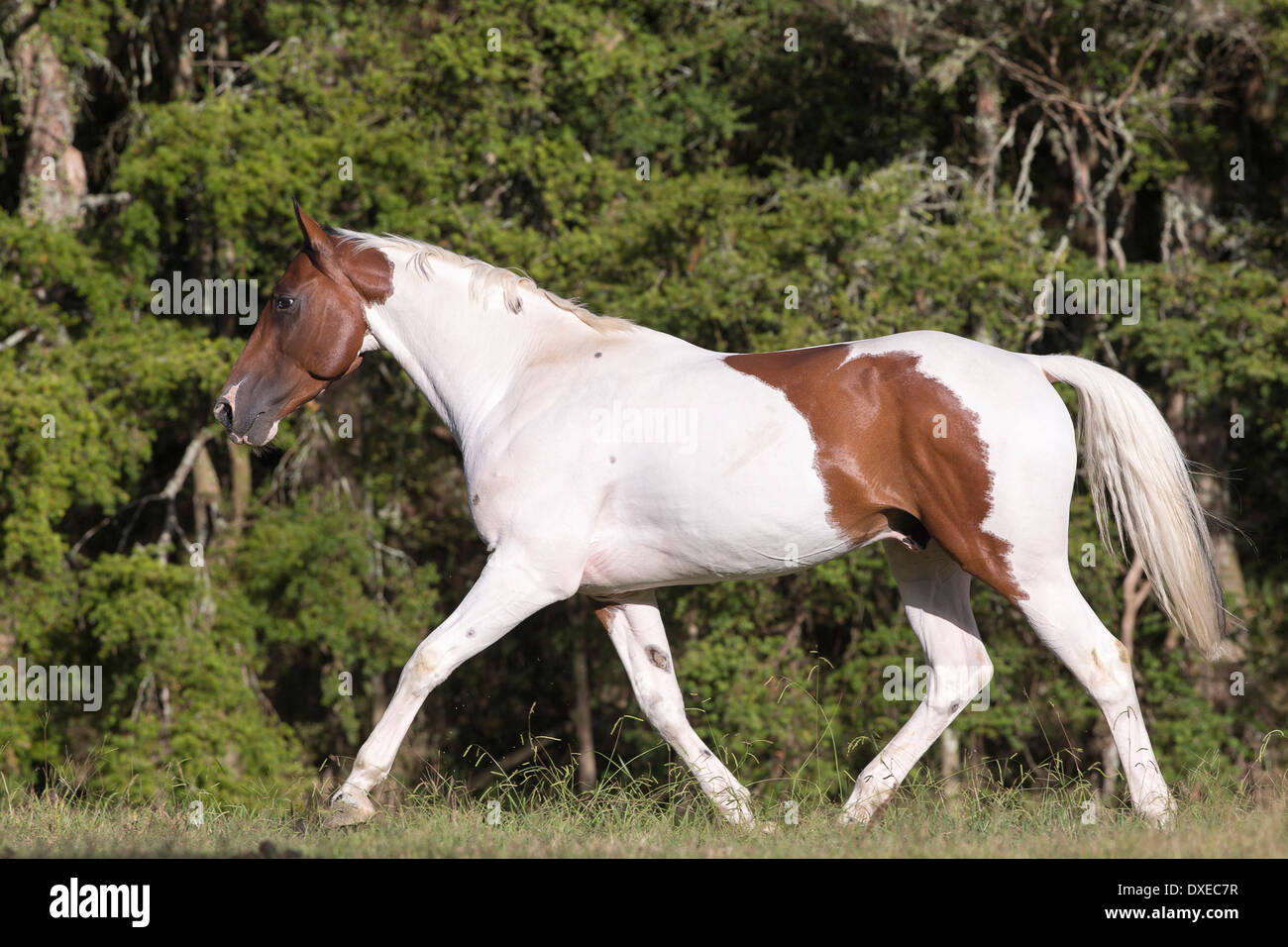 Pinto. Gelding trotting, seen side-on. New Zealand Stock Photo - Alamy