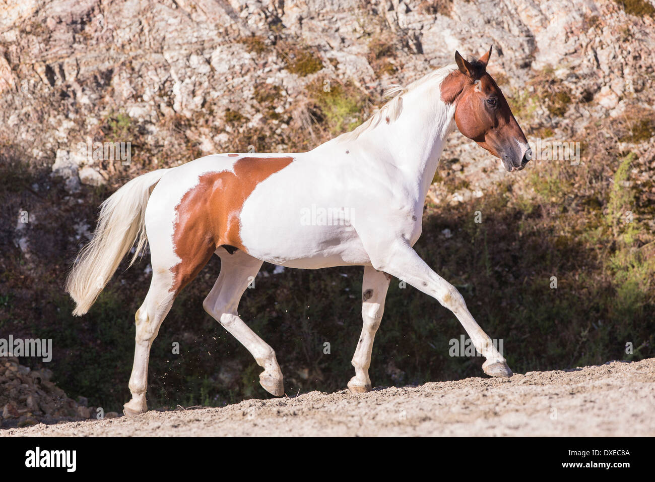 Seen side on new zealand hi-res stock photography and images - Alamy
