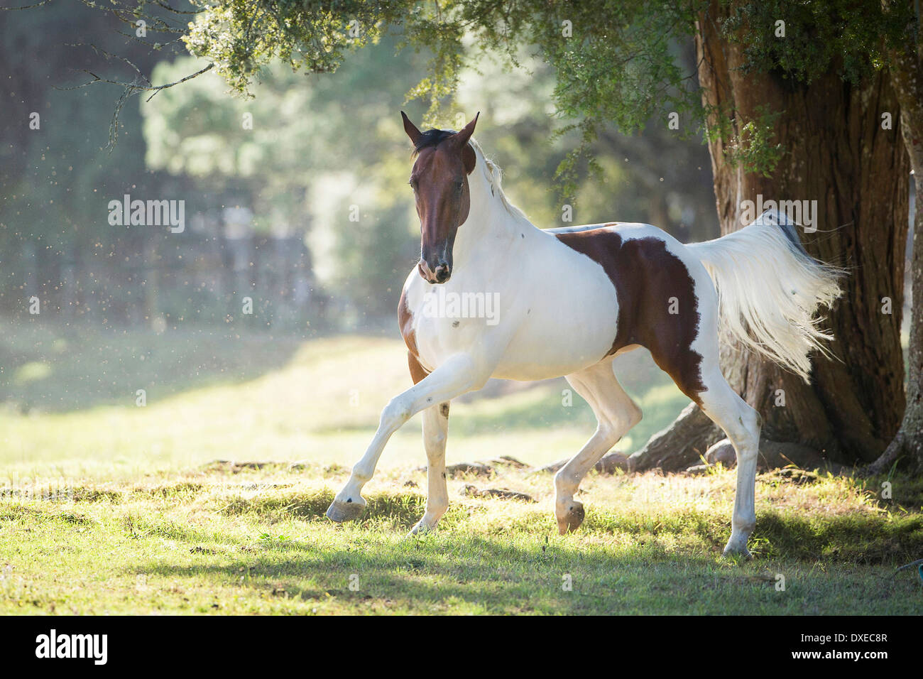 Pinto gelding trotting hi-res stock photography and images - Alamy