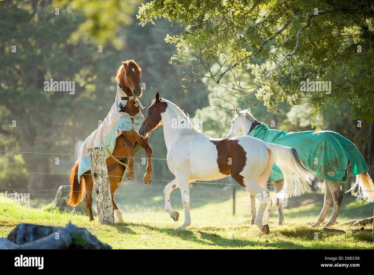 Photos Of Pinto Horses