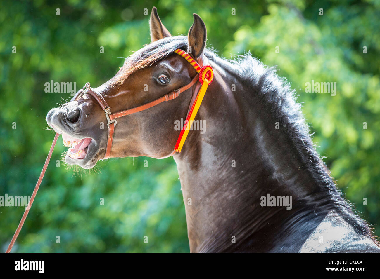Pure Spanish Horse, Andalusian. Bay stallion with traditional bridle ...