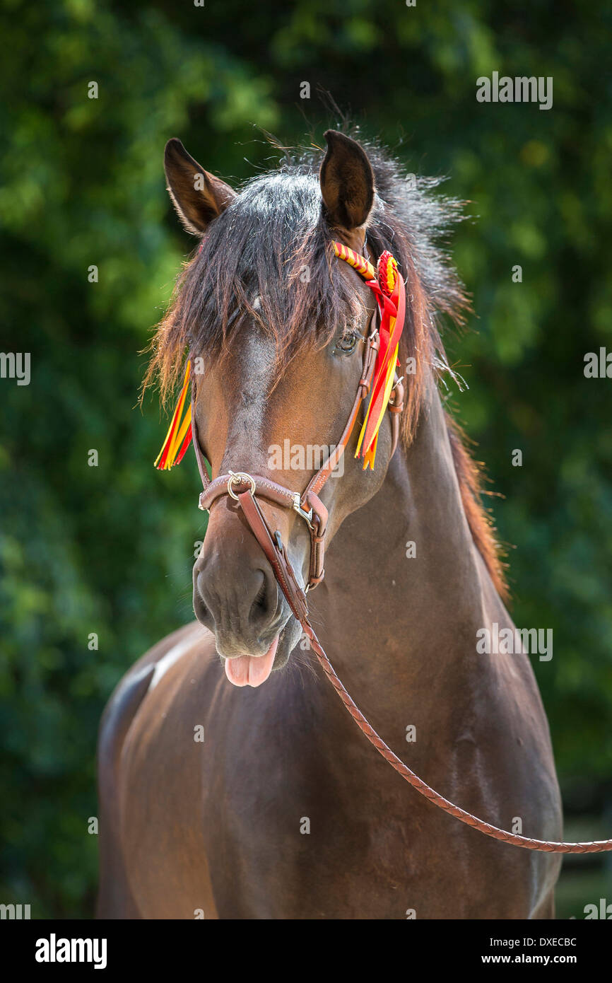 Pure Spanish Horse, Andalusian. Bay stallion with traditional bridle ...