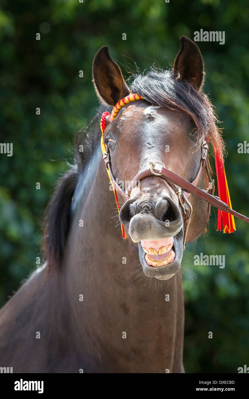 Pure Spanish Horse, Andalusian. Bay stallion with traditional bridle ...