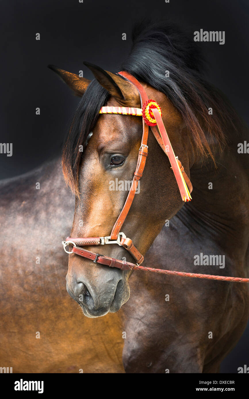 Pure Spanish Horse, Andalusian. Bay stallion with traditional bridle ...