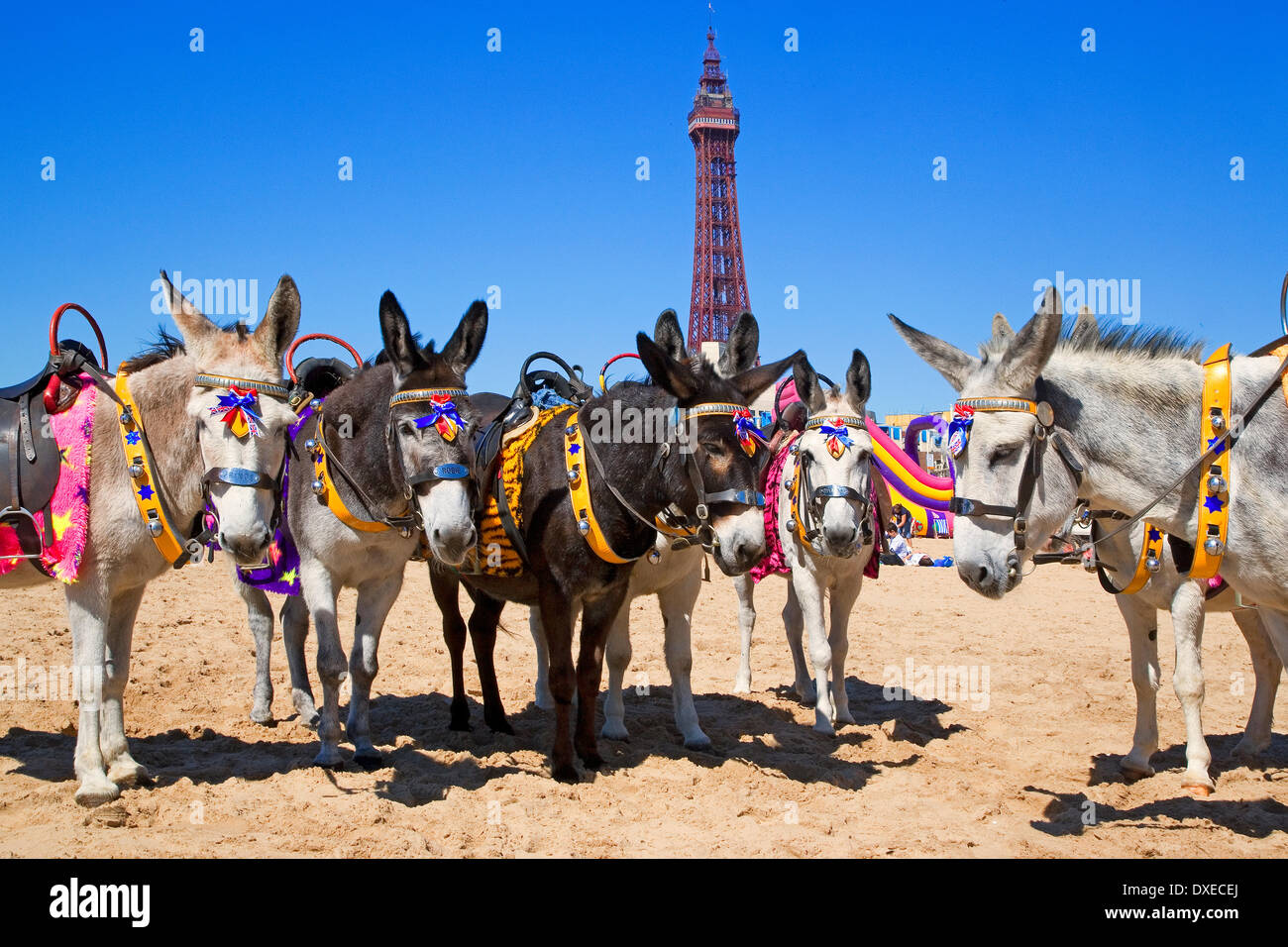 Donkeys on Blackpool beach, Lancashire, N/W England Stock Photo - Alamy