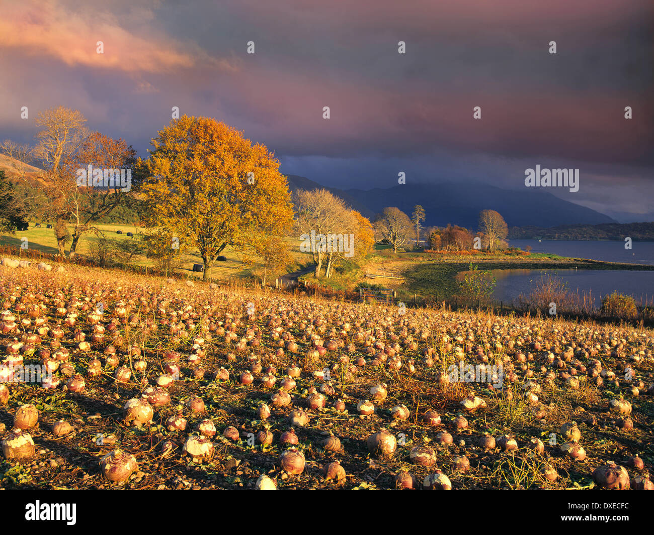 Scotland turnip hi-res stock photography and images - Alamy