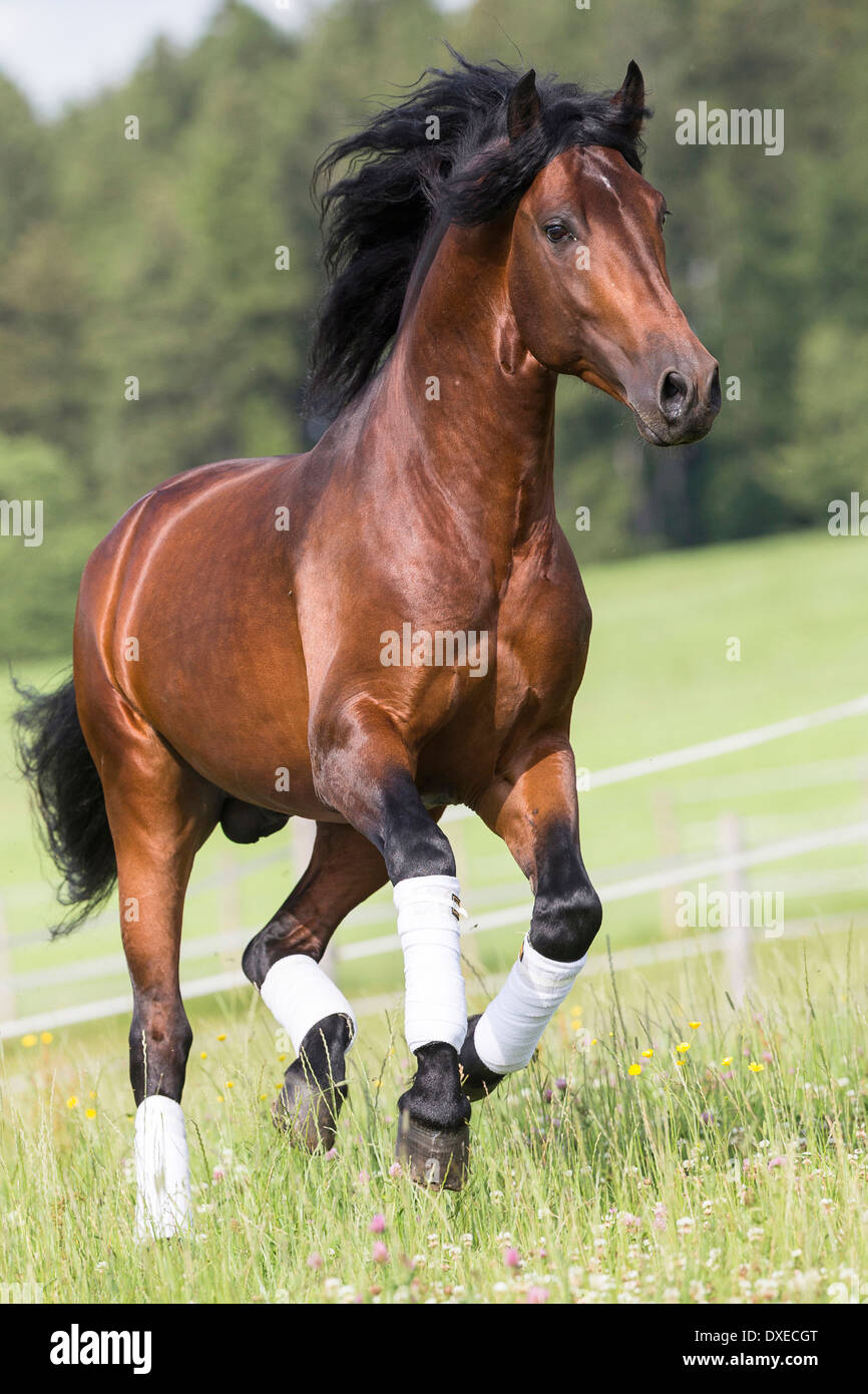 Pure Spanish Horse, Andalusian. Bay stallion galloping on a pasture ...