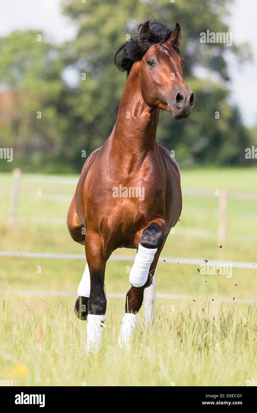 Pure Spanish Horse, Andalusian. Bay stallion galloping on a pasture ...