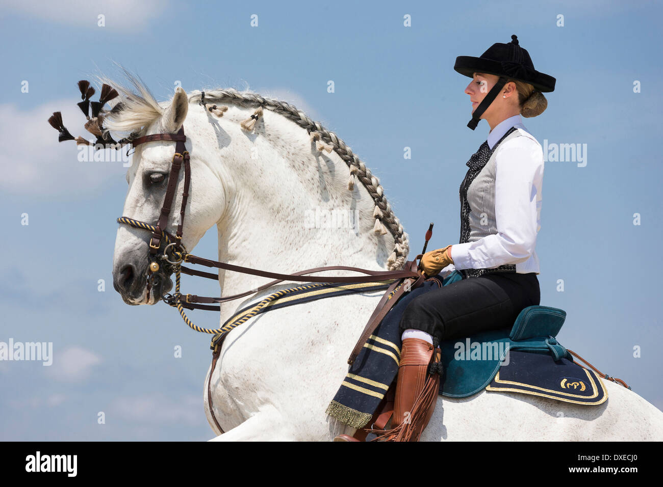 Pure Spanish Horse, Andalusian. Gray stallion with traditional tack and ...