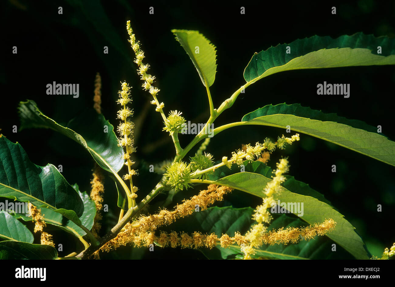 Ess kastanie hi-res stock photography and images - Alamy