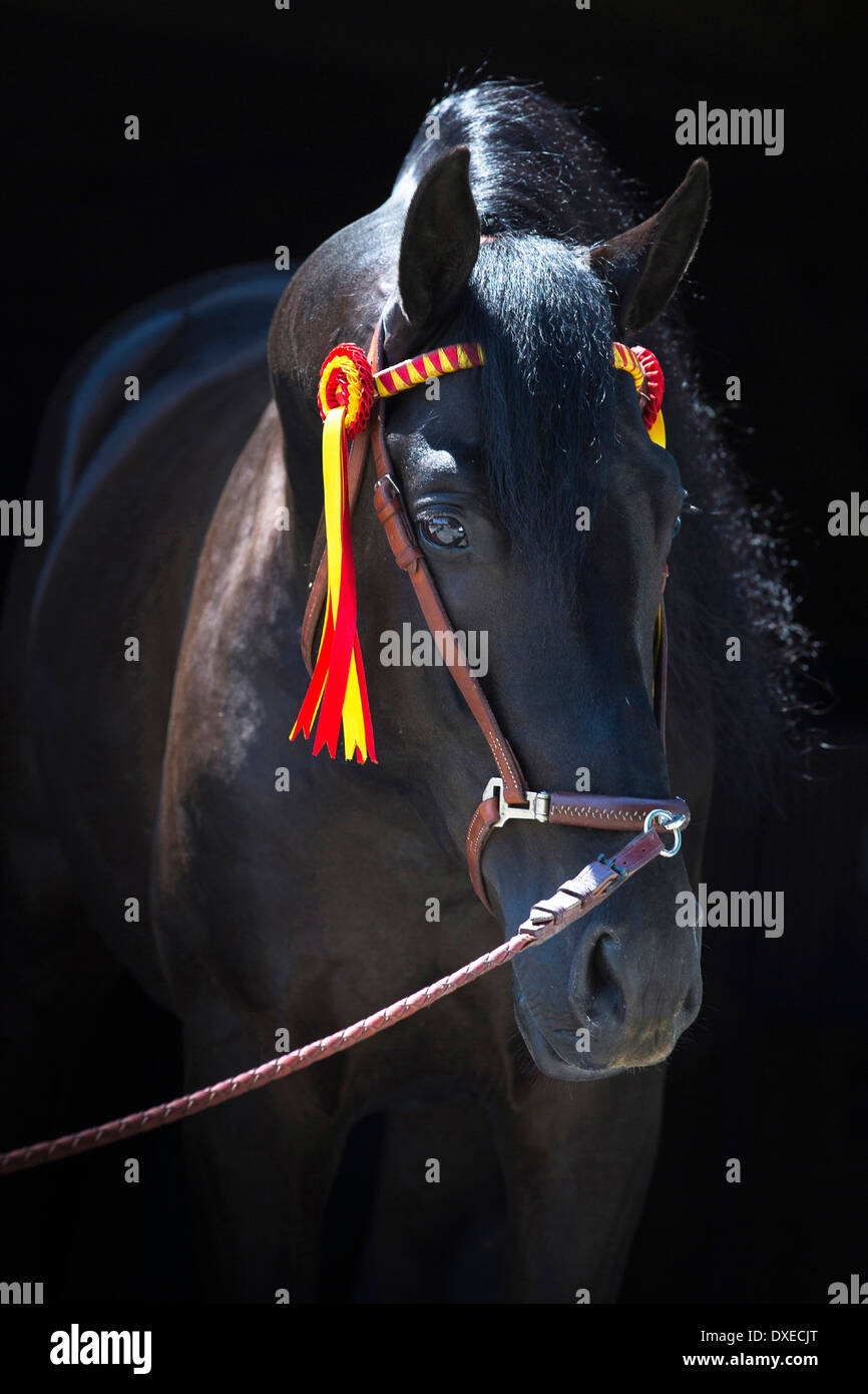 Pure Spanish Horse, Andalusian. Black stallion with traditional bridle ...