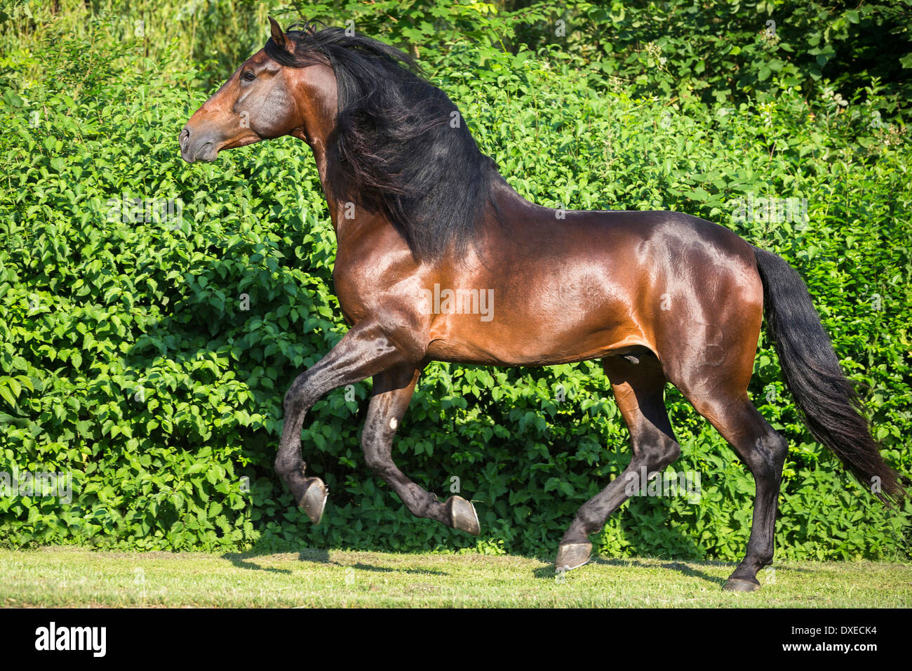 Pure Spanish Horse, Andalusian. Bay stallion galloping on a pasture ...