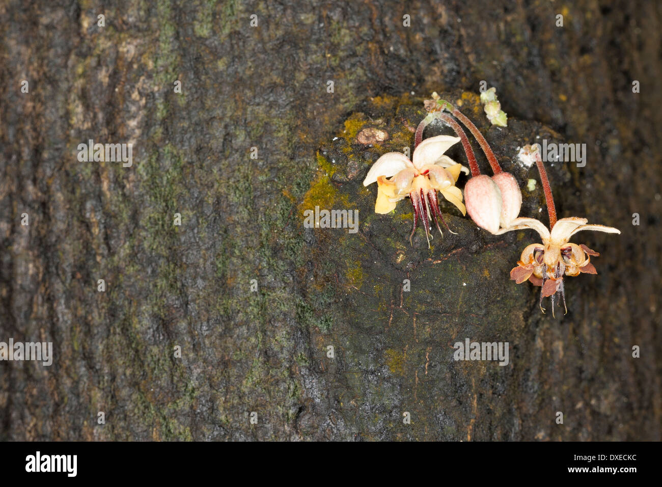 cacao tree, cocoa tree, Chocolate Nut Tree, Echter Kakaobaum, Kakao ...