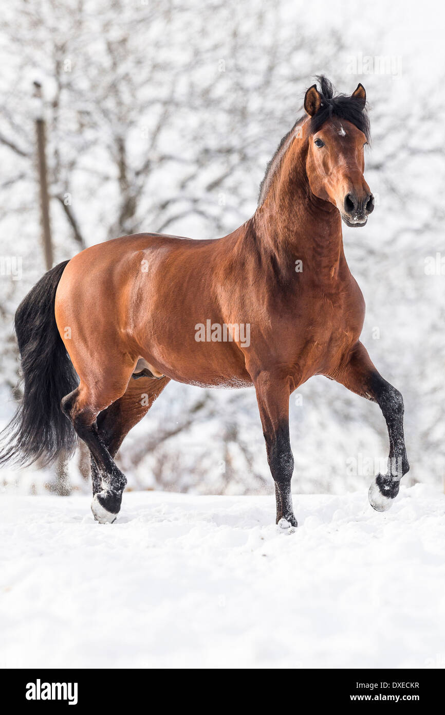 Andalusian bay stallion trott hi-res stock photography and images - Alamy