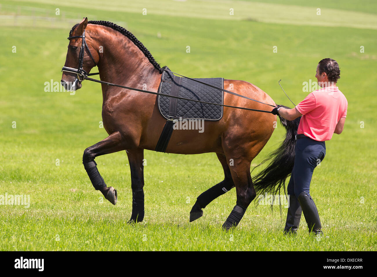 Pure Spanish Horse, Andalusian. Bay stallion performing a piaffe on ...