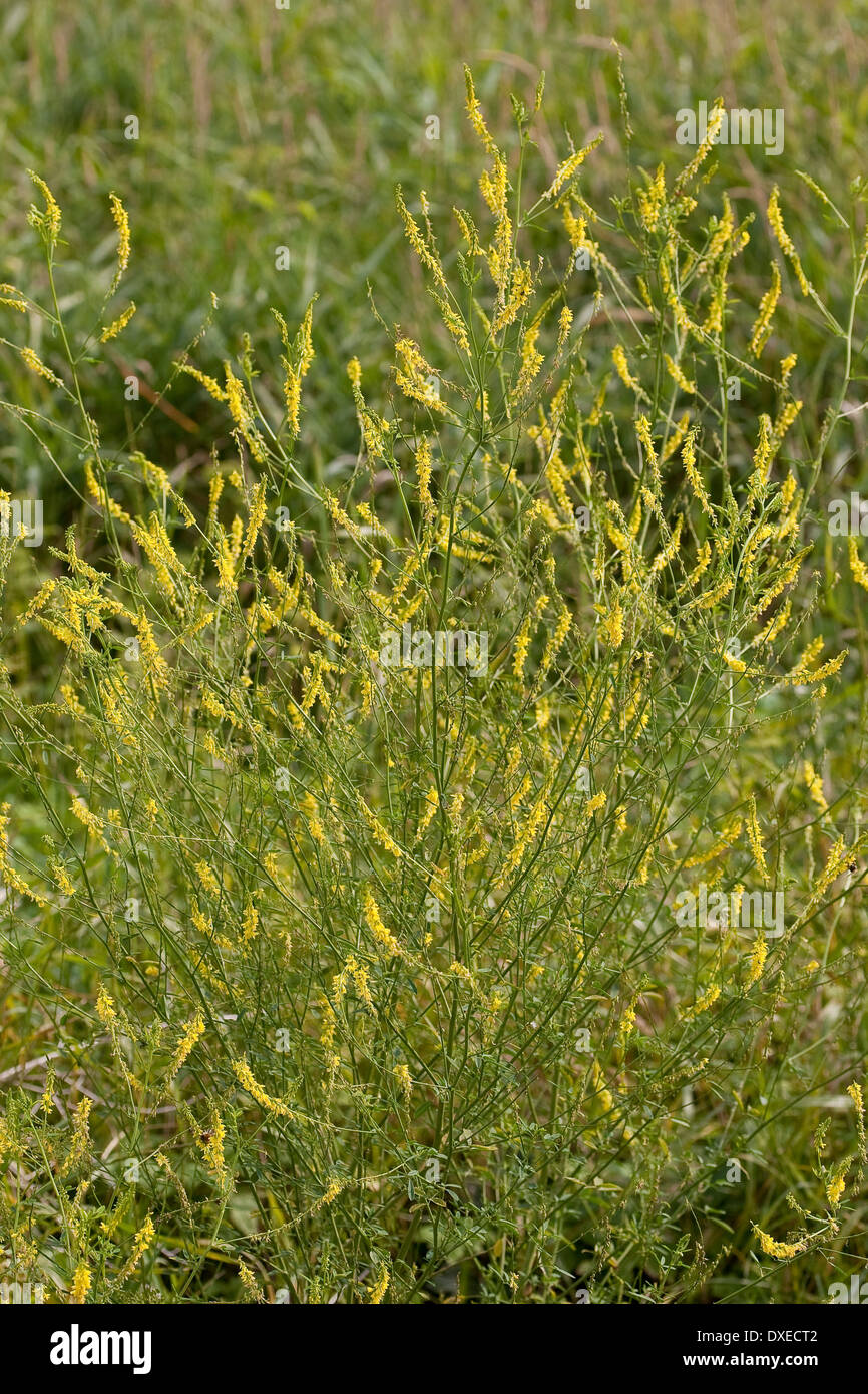 Sweet Clover, Yellow Melilot, Echter Steinklee, Gelber Steinklee, Gewöhnlicher Steinklee ...