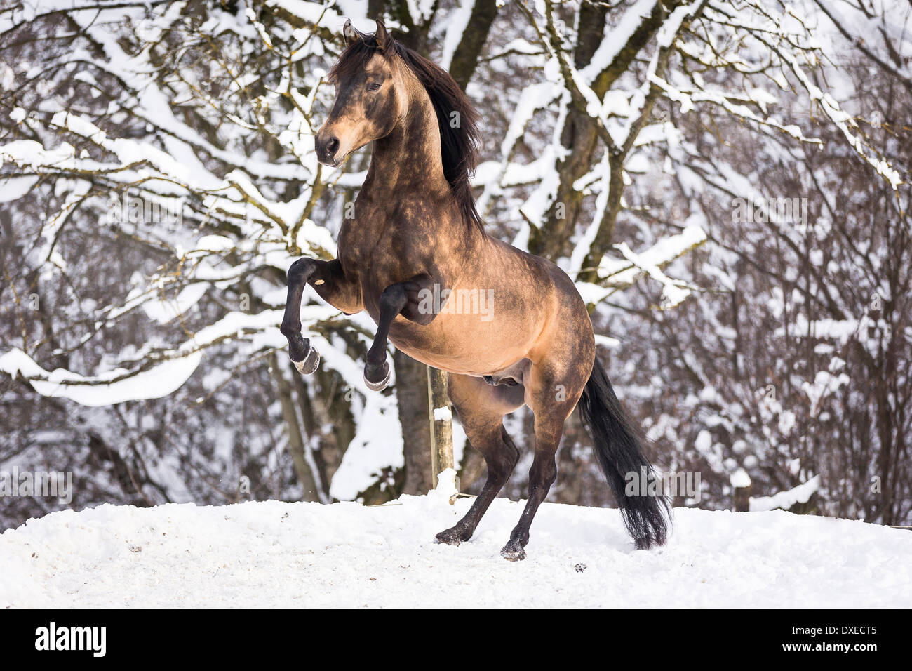 American Quarter Horse. Dun stallion rearing on a snowy pasture ...