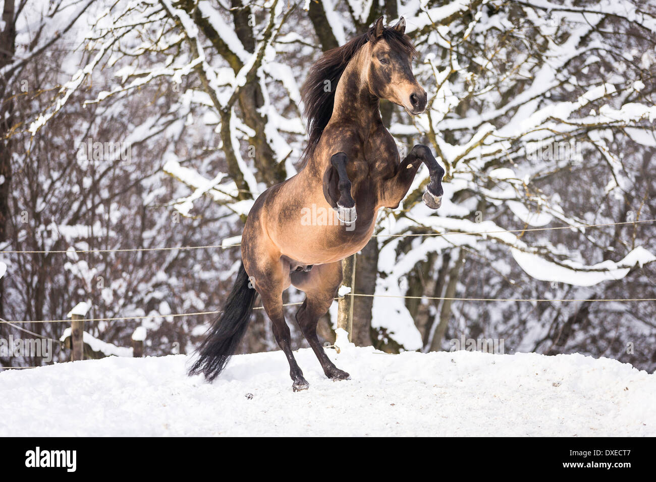 American Quarter Horse. Dun stallion rearing on a snowy pasture ...