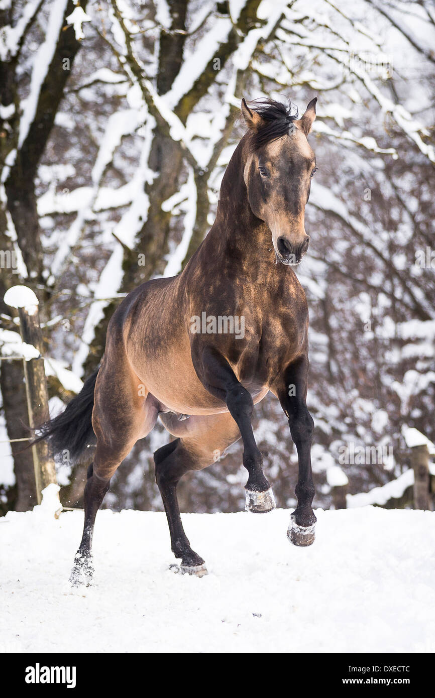American Quarter Horse. Dun stallion rearing on a snowy pasture ...