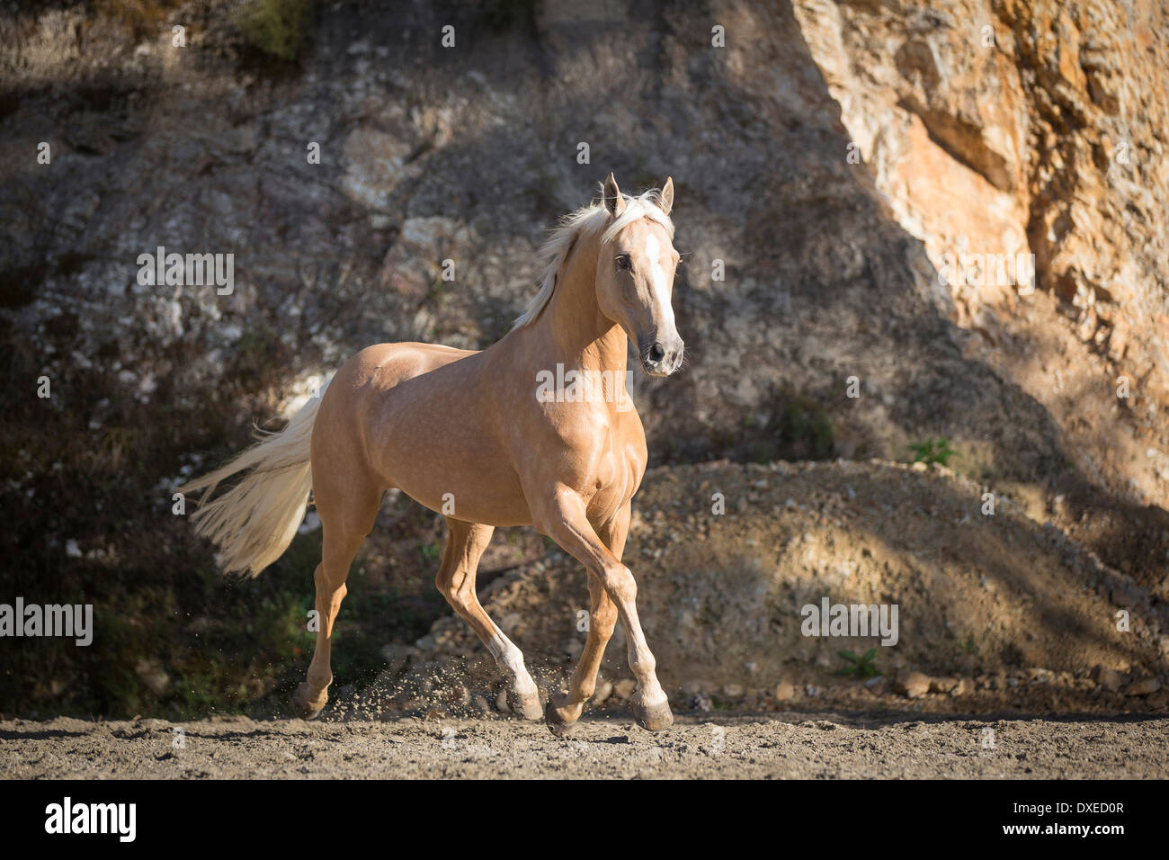 Quarab. Palomino trotting on a beach. New Zealand Stock Photo - Alamy