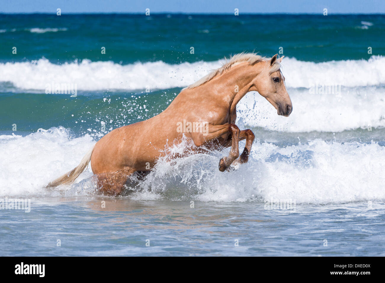 Quarab hi-res stock photography and images - Alamy