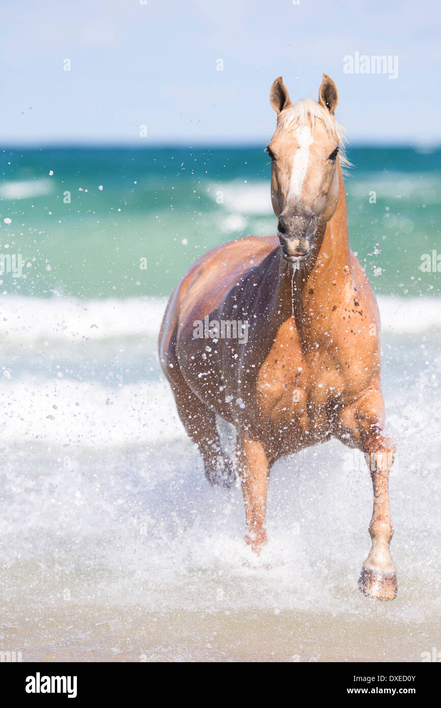 Quarab. Palomino trotting in surf. New Zealand Stock Photo - Alamy