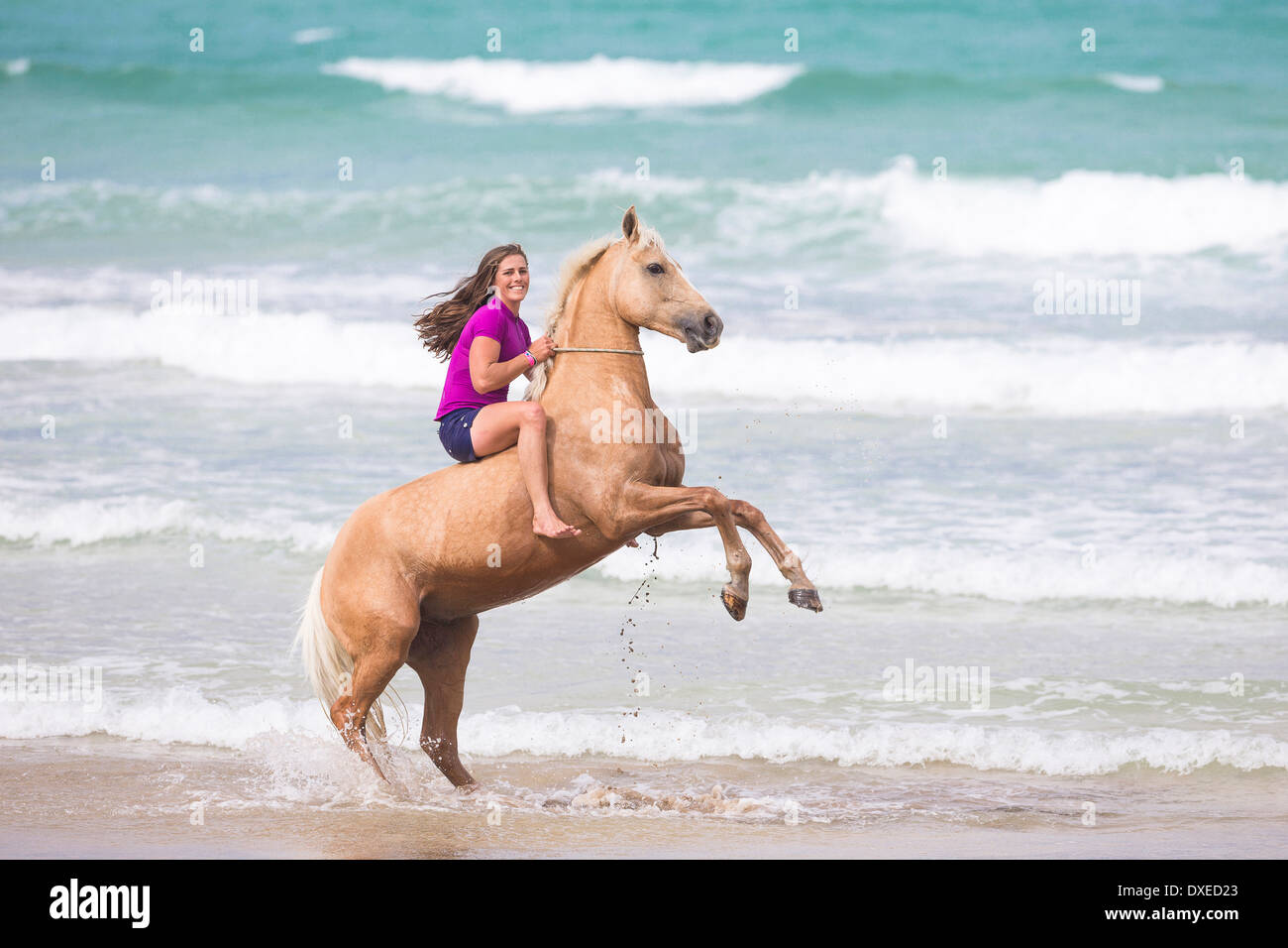 Quarab. Palomino with bareback rider rearing on a beach. New Zealand ...