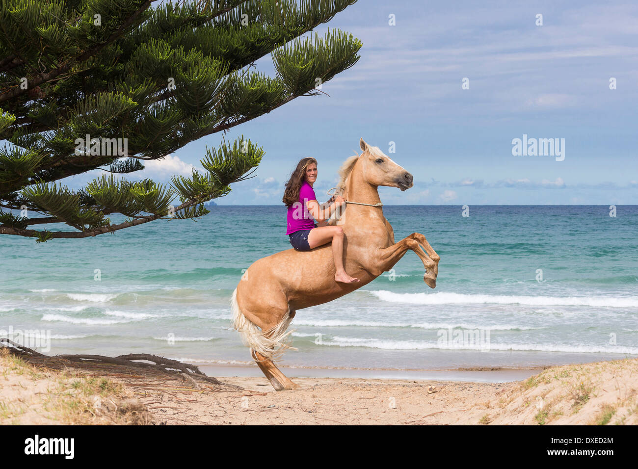 Rearing horse palomino hi-res stock photography and images - Alamy