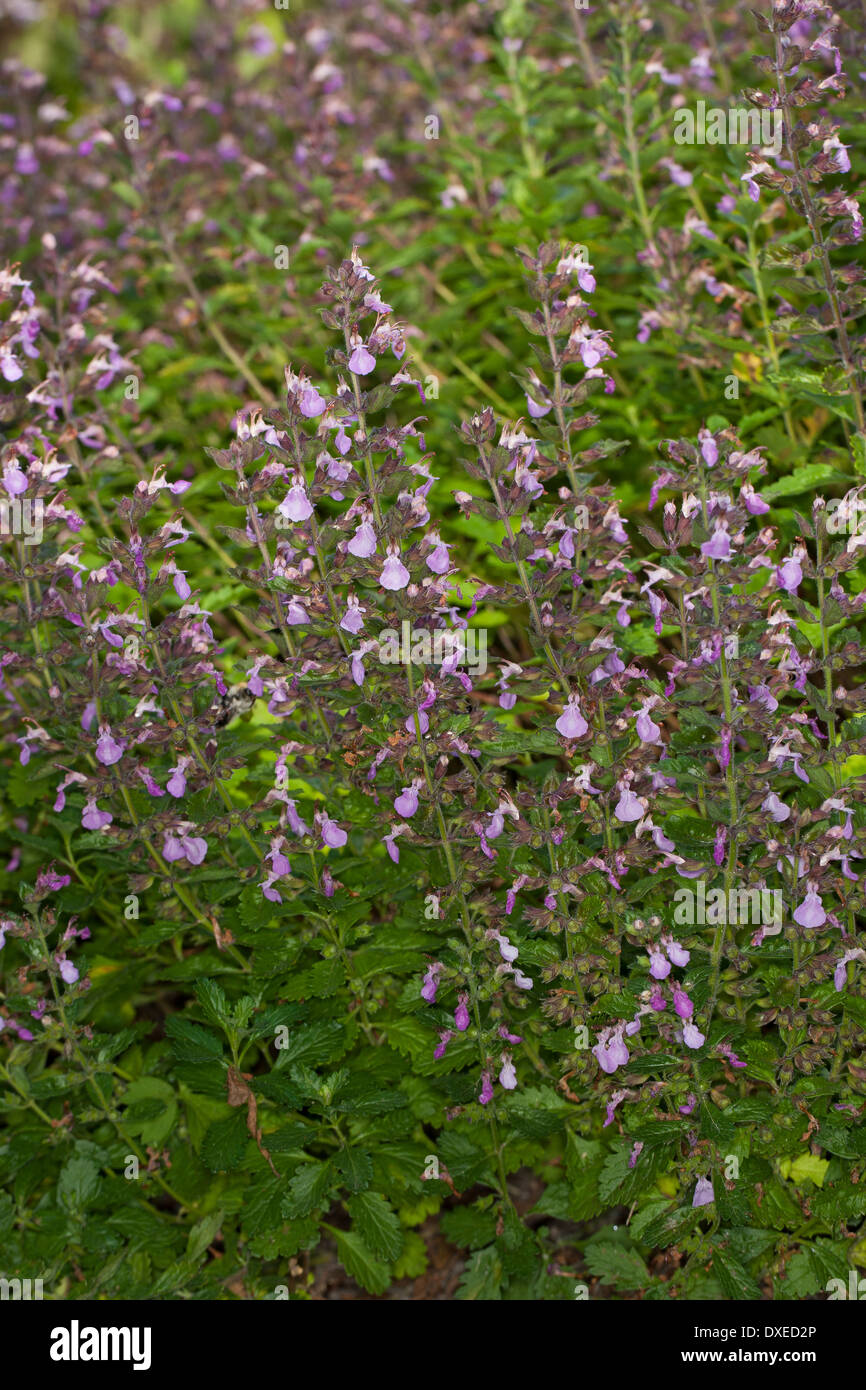 Wall germander, Edel-Gamander, Edelgamander, Echter Gamander ...