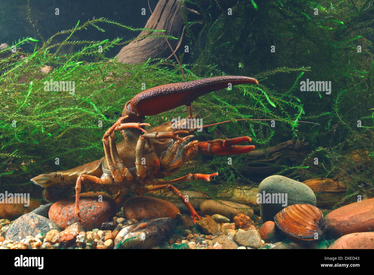 European crayfish, Noble crayfish, Europäischer Flusskrebs, Flußkrebs ...