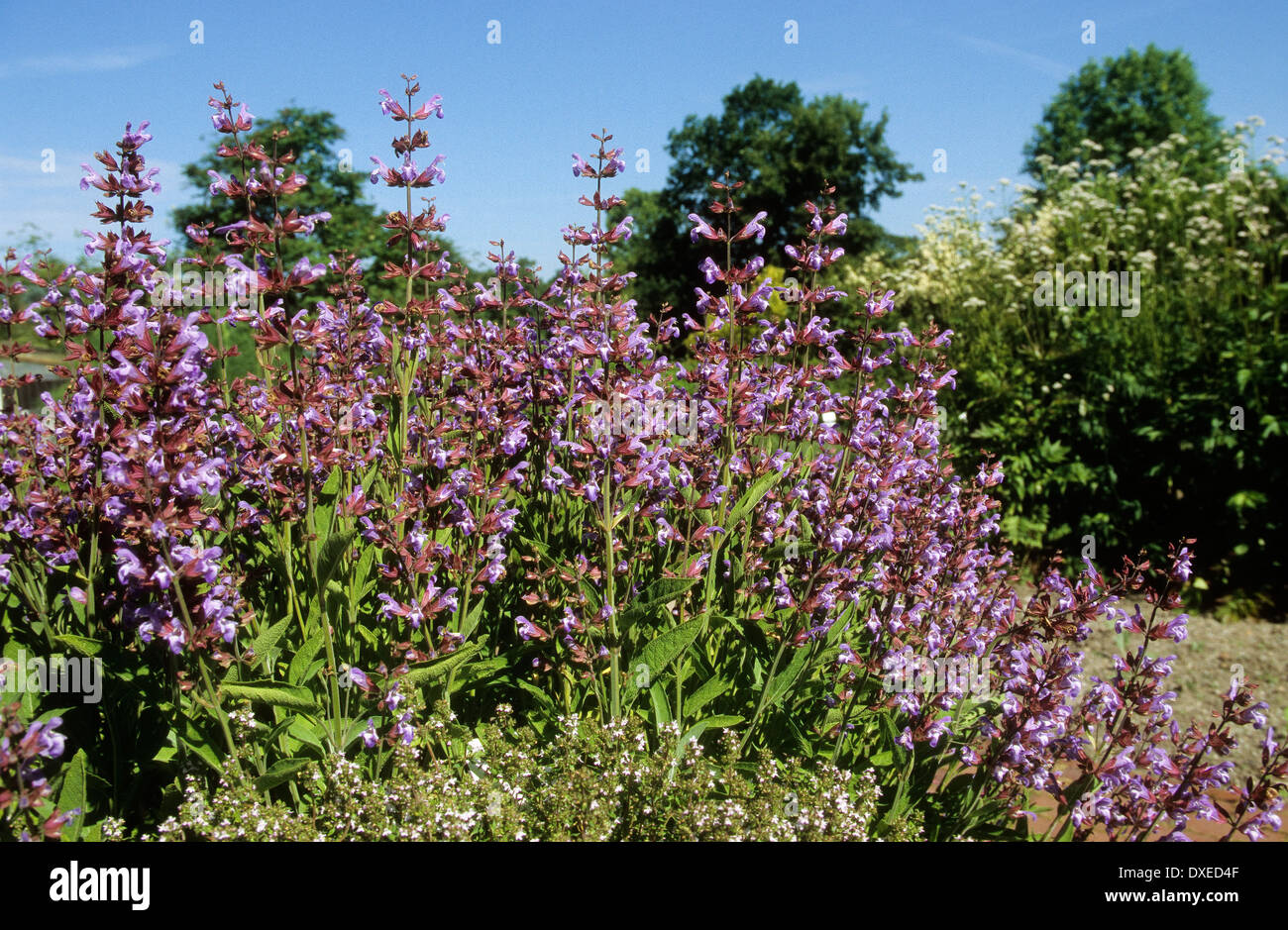 Common Sage, Garden sage, Echter Salbei, Garten-Salbei, Küchensalbei ...