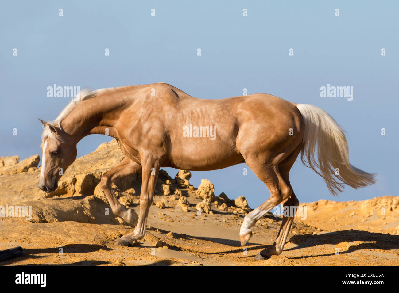 Quarab hi-res stock photography and images - Alamy