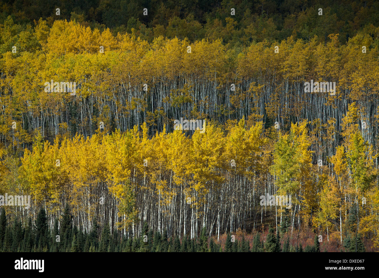Autumn colours nr Pelly Crossing, Yukon Territories, Canada Stock Photo ...