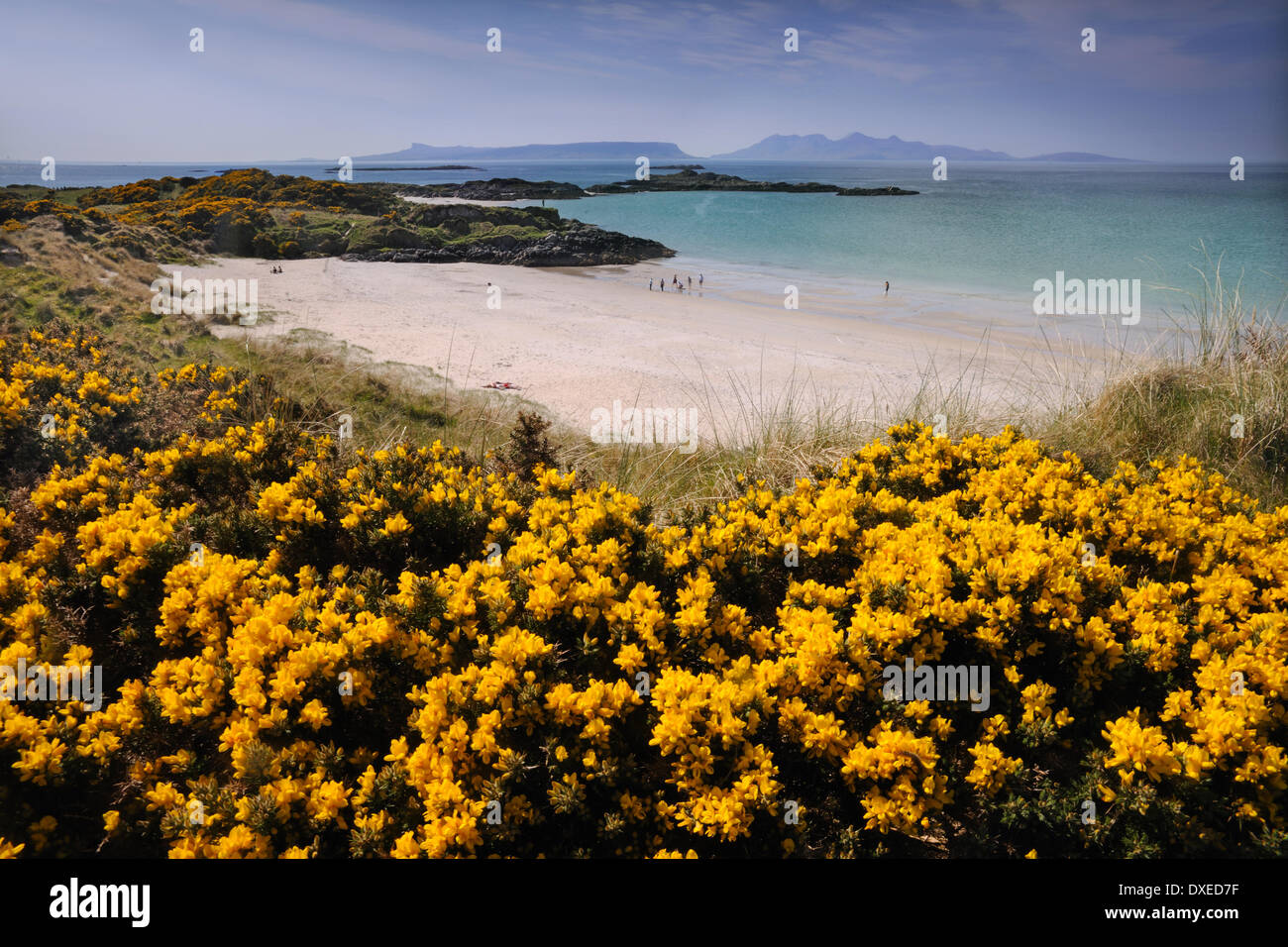 Camus darach hi-res stock photography and images - Alamy