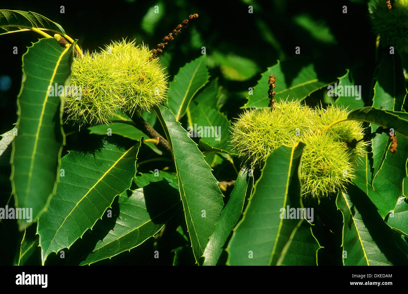 Spanish Chestnut, Sweet Chestnut, Edel-Kastanie, Edelkastanie, Ess ...