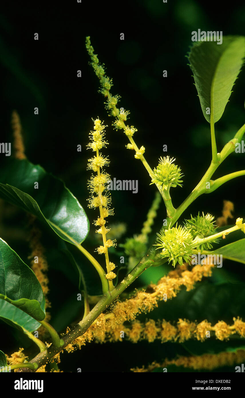 Spanish Chestnut, Sweet Chestnut, Edel-Kastanie, Edelkastanie, Ess ...