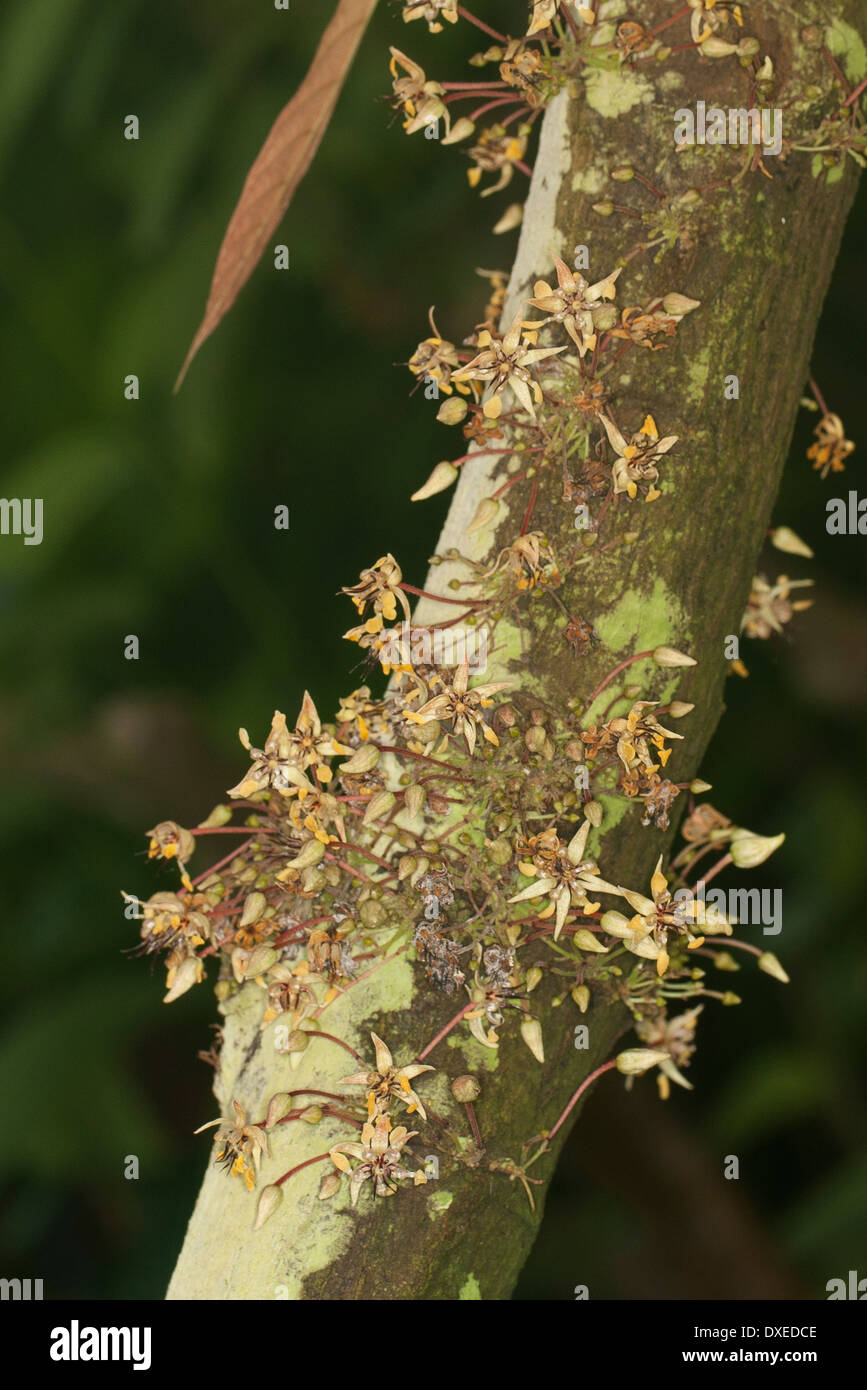 cacao tree, cocoa tree, Chocolate Nut Tree, Echter Kakaobaum, Kakao ...
