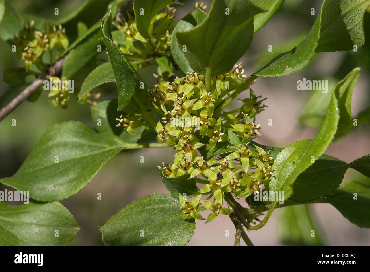 Common Buckthorn, Echter Kreuzdorn, Purgier-Kreuzdorn, Rhamnus ...